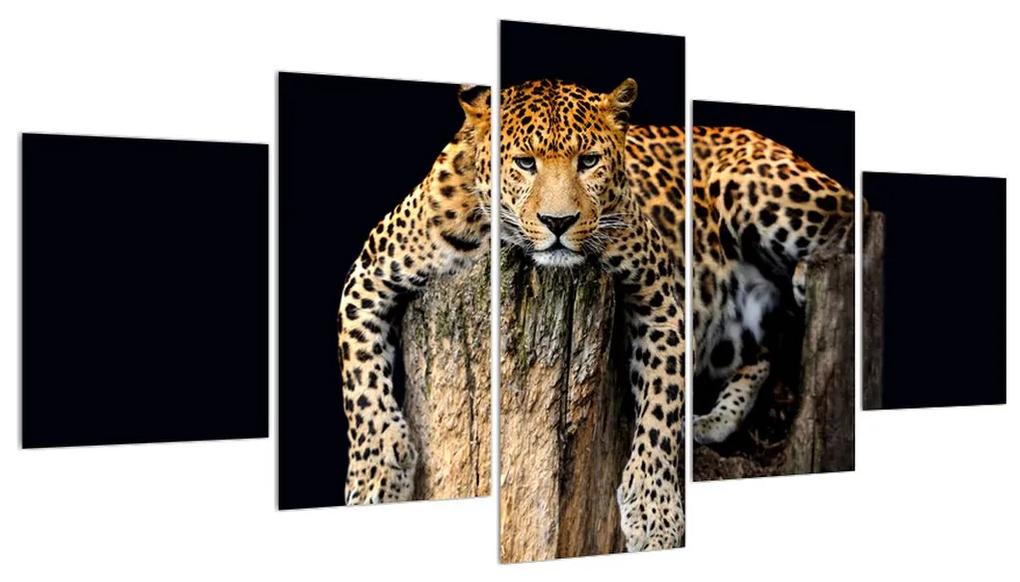 Obraz geparda (150x80 cm)