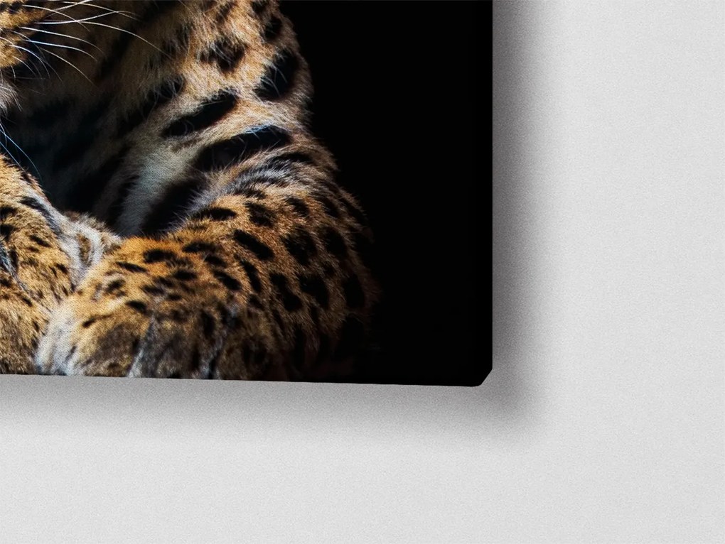Liox Obraz leopard Rozměr: 100 x 65 cm