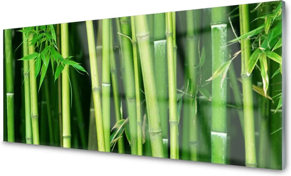 Plexisklo obraz Bambusový Les Bambus Příroda