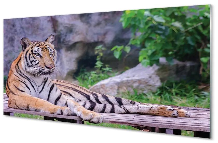 Obraz na skle Tiger v zoo 120x60 cm