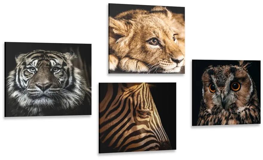 Set obrazů divoká zvířata Varianta: 4x 60x60