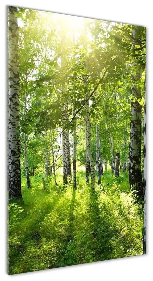 Wallmuralia Moderní akrylový fotoobraz Břízový les 60x120 cm