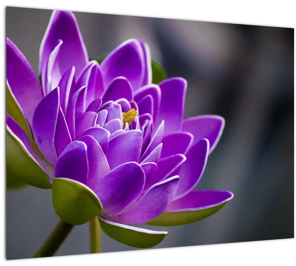 Skleněný obraz květu (70x50 cm)