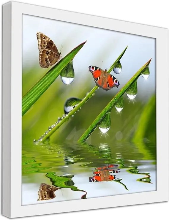 CARO Obraz v rámu - Butterflies On Dewy Grass 20x20 cm Bílá