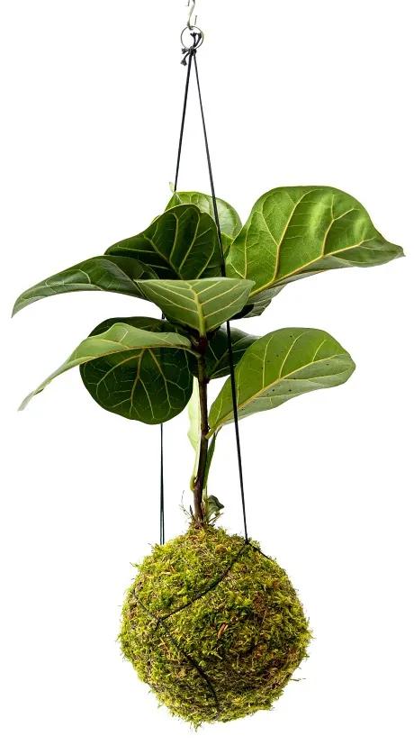 Kokedama Ficus Lyrata (L)