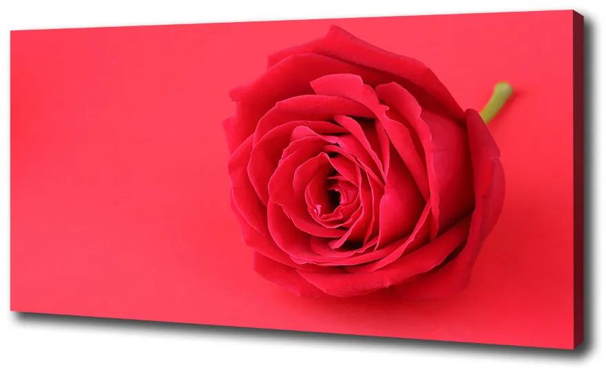Wallmuralia Foto obraz na plátně do obýváku Červená růže 100x50