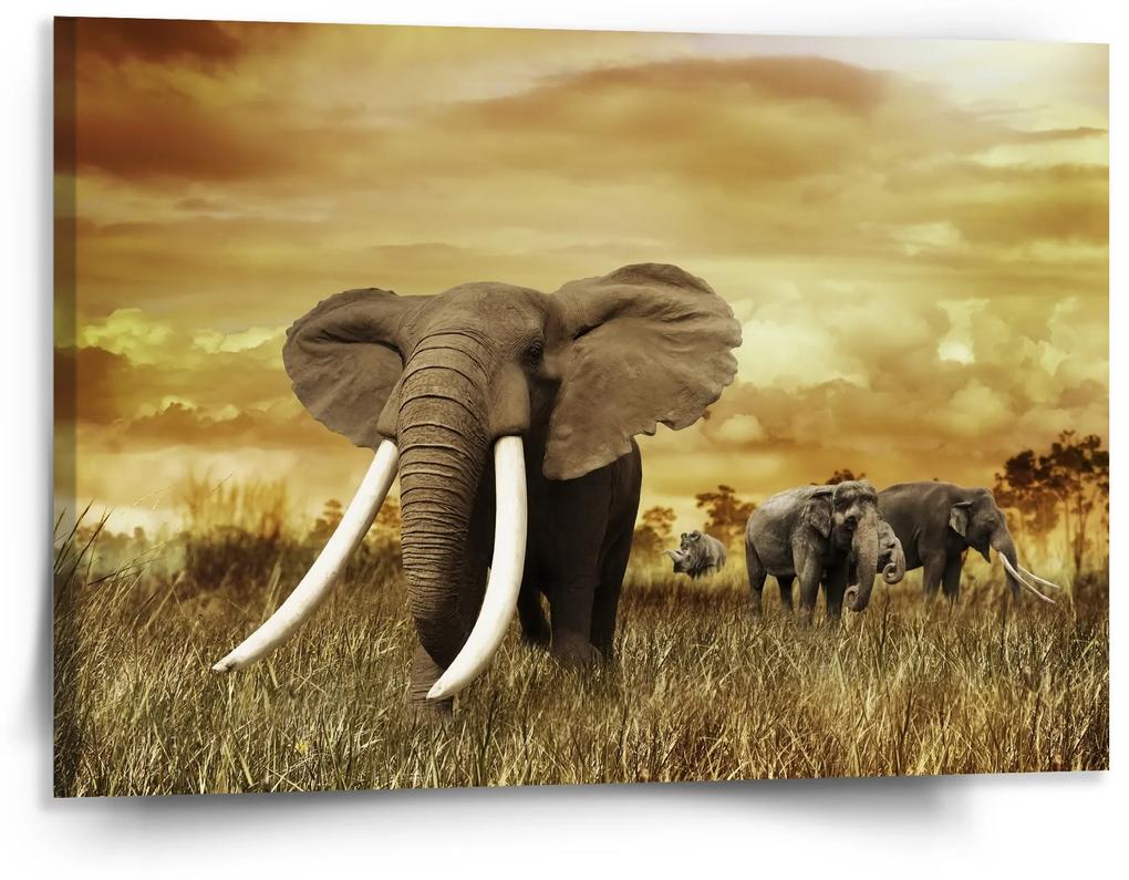 Obraz - Slon Africký 150x110 cm