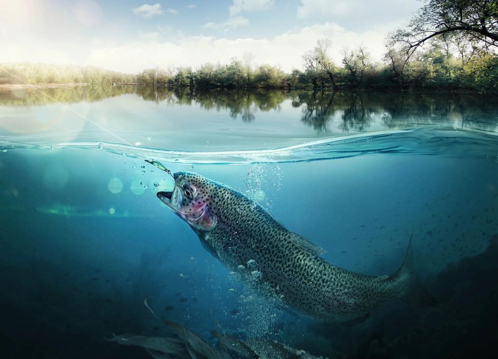 Malvis Tapeta ryba pod hladinou Vel. (šířka x výška): 144 x 105 cm