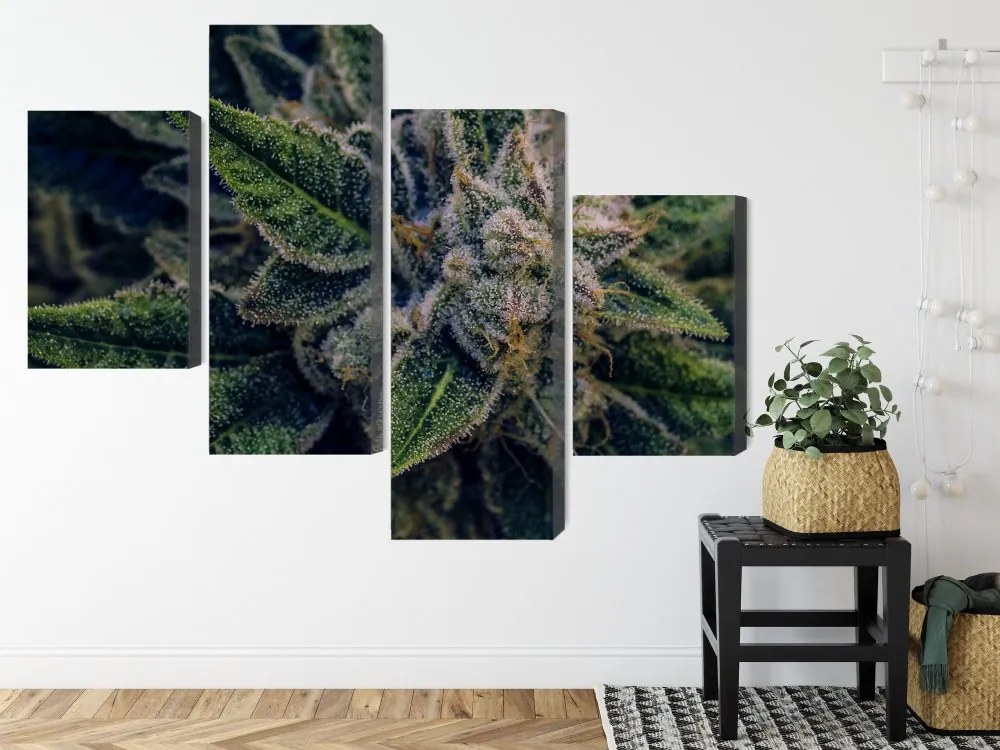 Vícedílný obraz Rostlina Konopí Zblízka Nedostatek Nedostatek Přírodní plátno 80x50