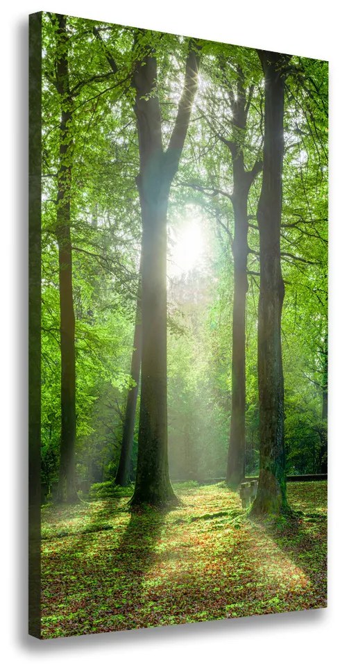 Wallmuralia Vertikální Foto obraz na plátně Slunce v lese 50x100
