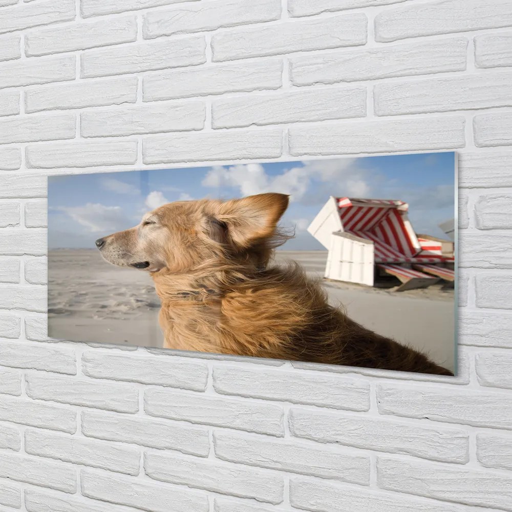 akrylový obraz Hnědý pes beach 120x60 cm