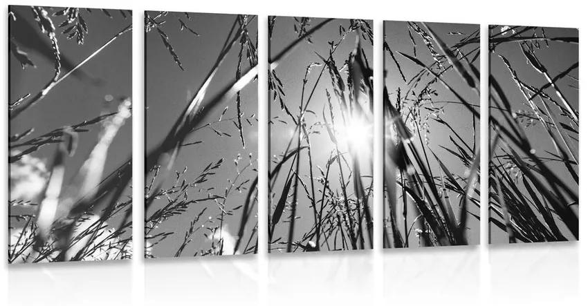 5-dílný obraz polní tráva v černobílém provedení Varianta: 100x50