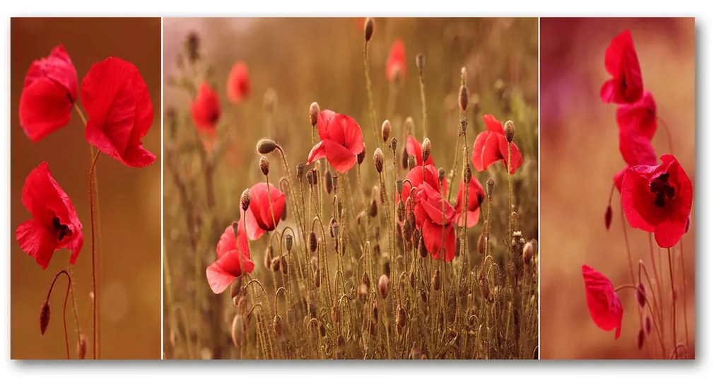 Foto-obrah sklo tvrzené Máky triptych