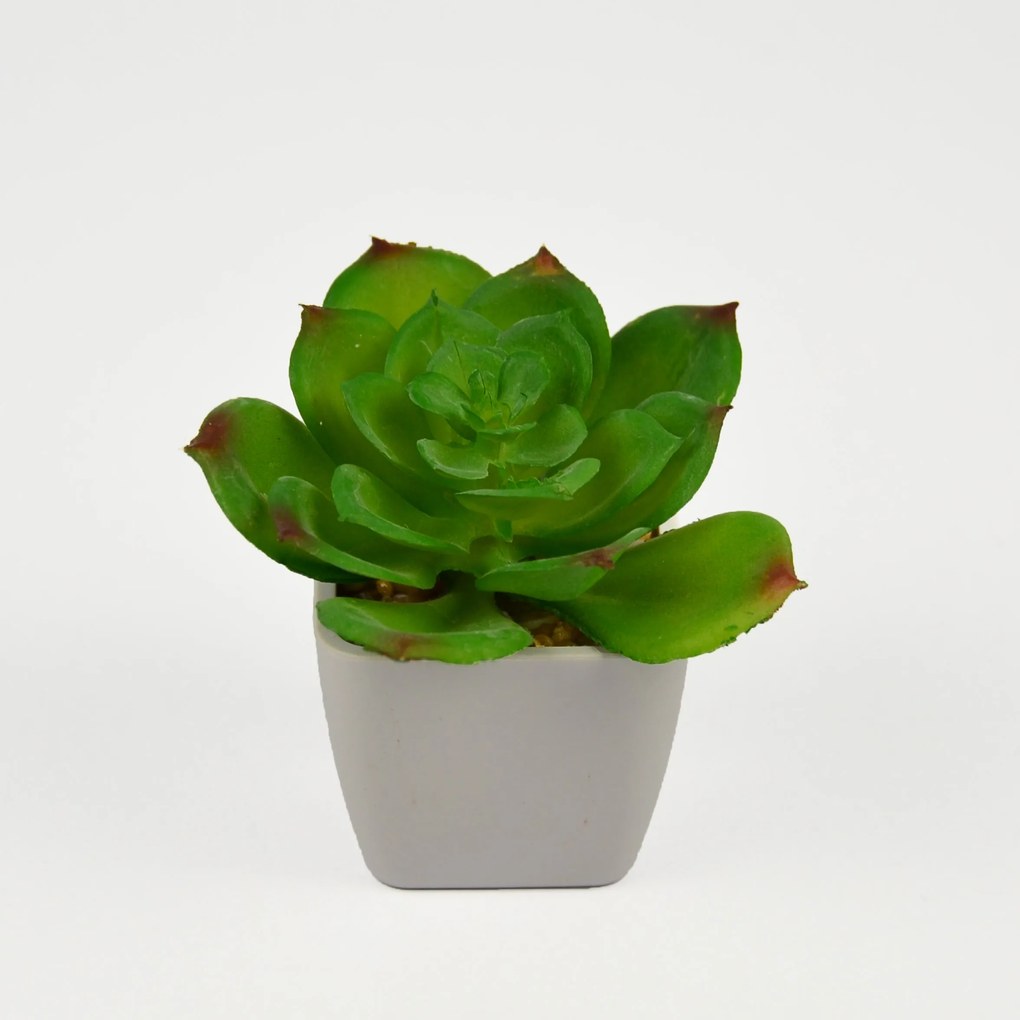 Sukulent mini v květináči - zelená květina 8cm