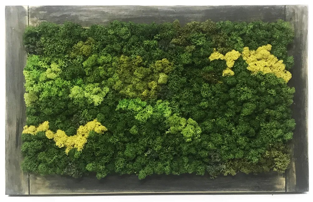 Obraz v rámu z masivu| sobí mech Rozměr obrazu: 110x45 cm, Barva rámu: Ořech světlý (mořená borovice), Síla rámu (pohledová): 4,5 cm