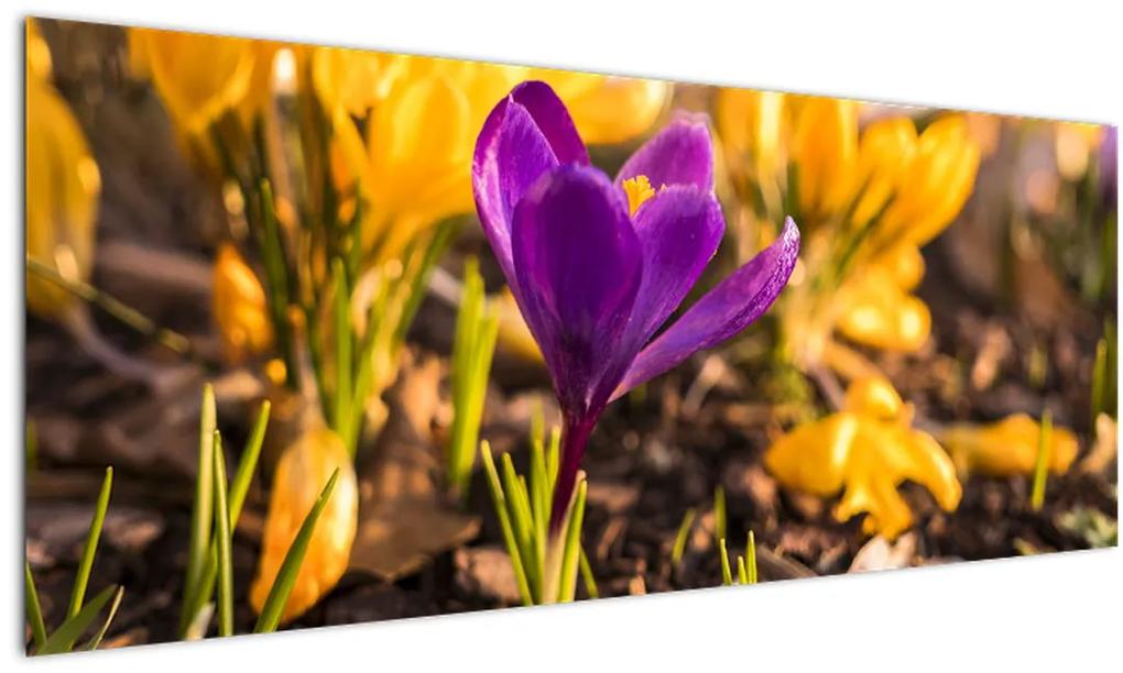 Obraz fialové květiny (145x58 cm), 40 dalších rozměrů