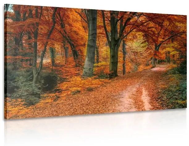 Obraz les v podzimním období - 120x80 cm