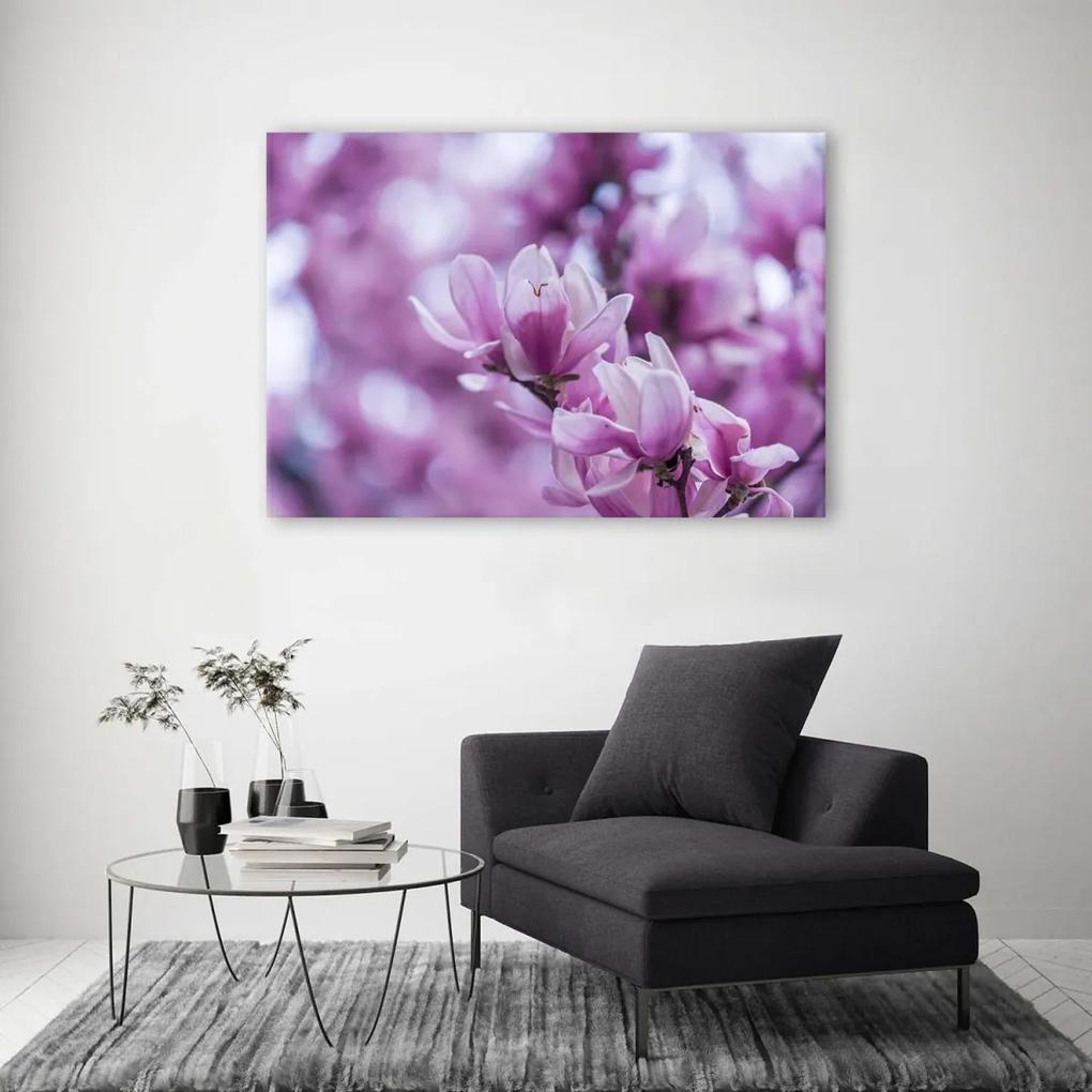 Obraz na plátně Magnolia Blossom Nature - 100x70 cm