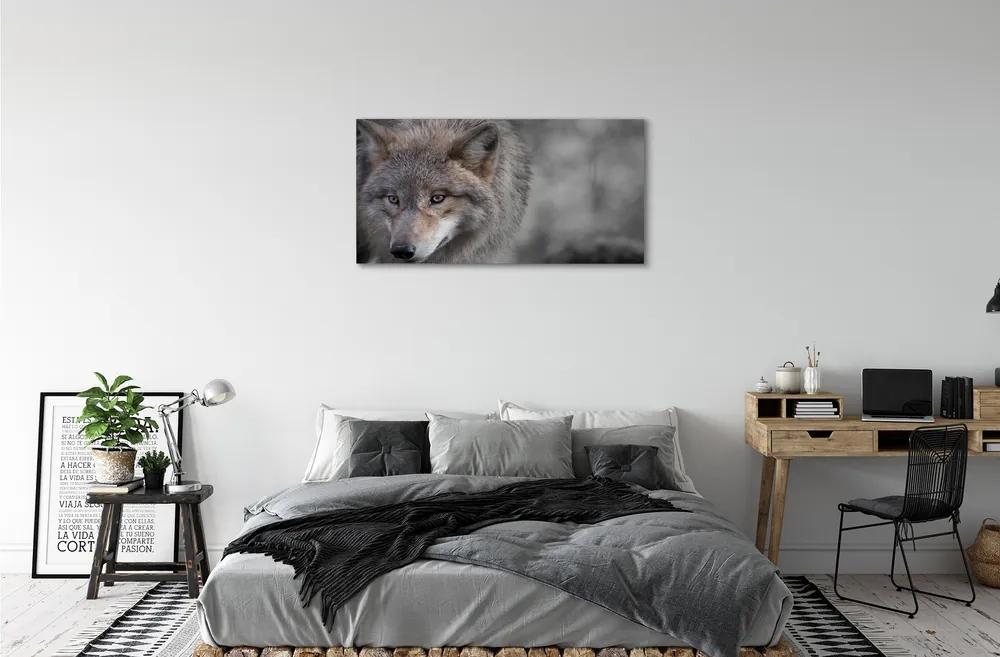 Obrazy na plátně Vlk 100x50 cm