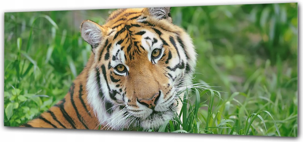 Skleněný obraz 137x55 grafika za sklem tygr