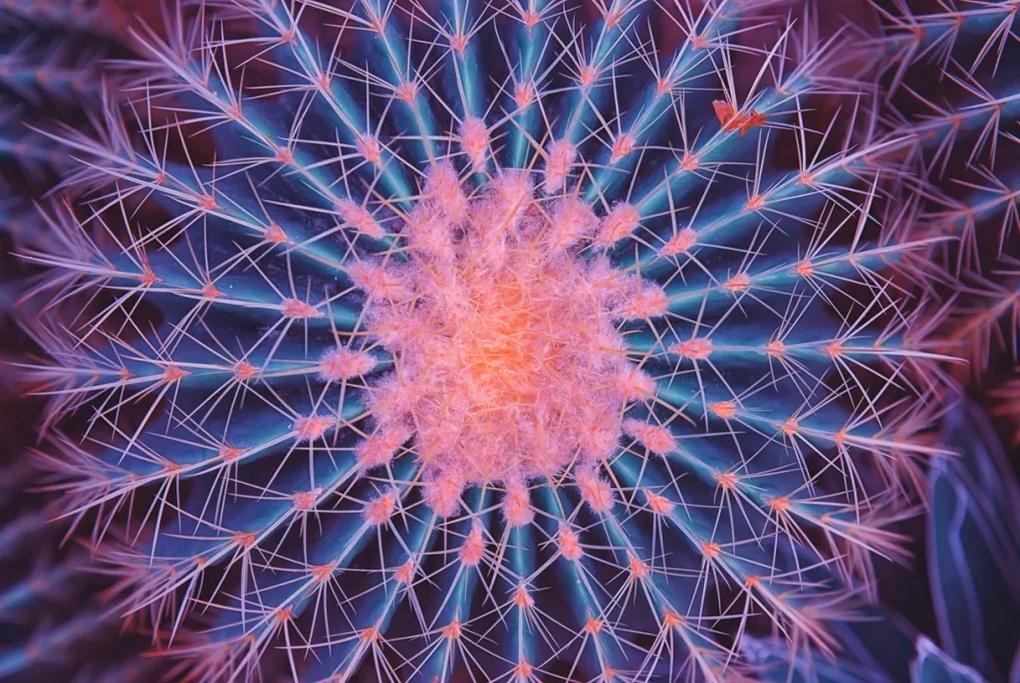 Obraz kaktus makro Velikost (šířka x výška): 150x100 cm