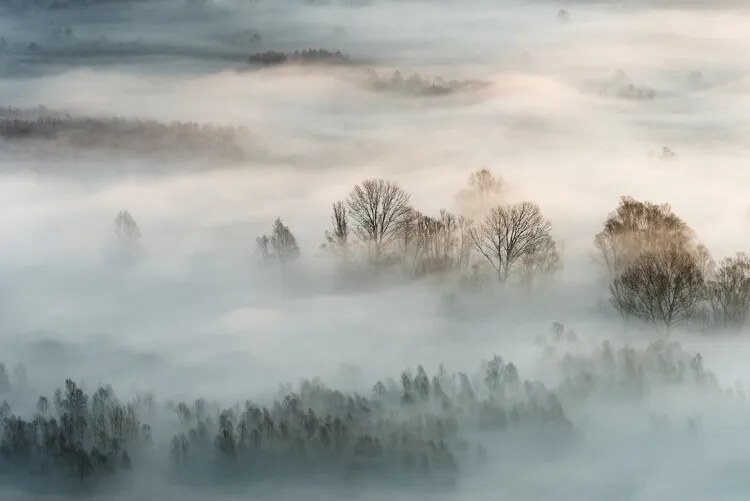 Umělecká fotografie Winter fog, Marco Galimberti, (40 x 26.7 cm)