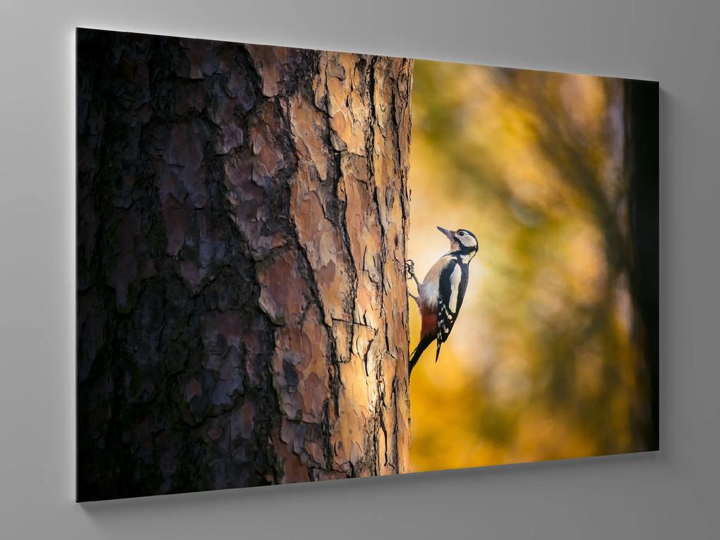 Liox Obraz strakapoud na stromě Rozměr: 150 x 100 cm