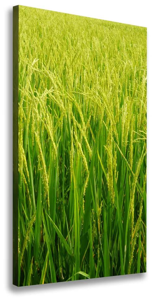 Wallmuralia Foto-obraz canvas do obýváku Plantáž rýže 50x100