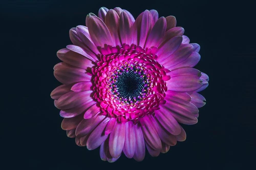 Tapeta krásná purpurová gerbera - 300x200 cm