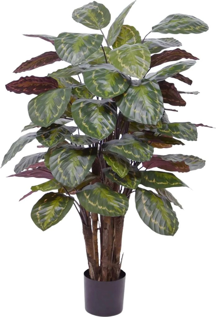 Calathea Roseopicta umělá V 120 cm