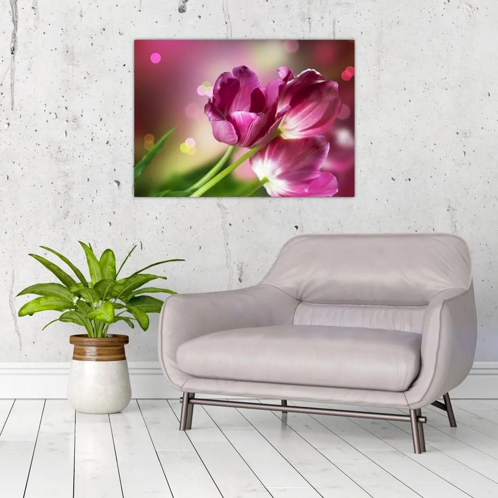 Skleněný obraz růžových tulipánů (70x50 cm)