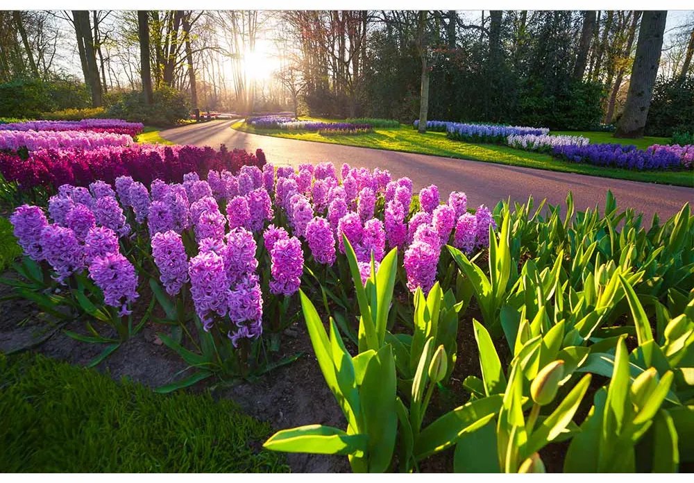 Pětidílná vliesová fototapeta Hyacinty, rozměr 375x250cm, MS-5-0068