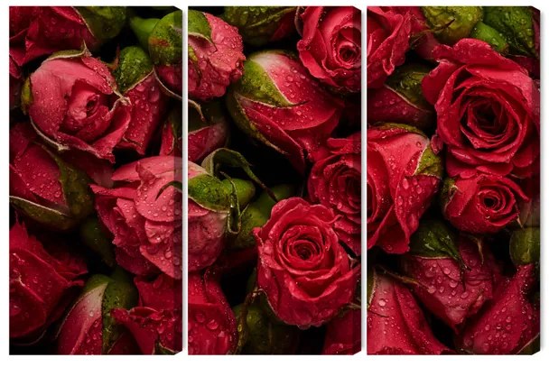 Vícedílný obraz Růže S Kapkami Vody Nedostatek Nedostatek Plátno Canvas 60x40