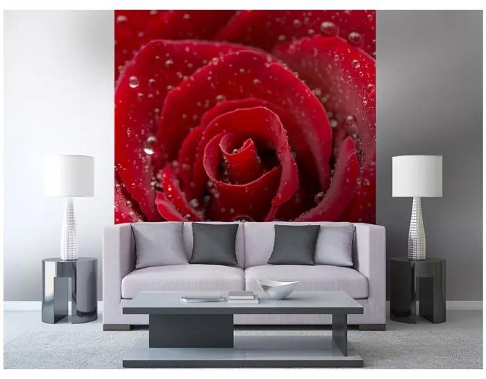 DIMEX | Vliesová fototapeta na zeď Červená růže MS-3-0138 | 225 x 250 cm | červená
