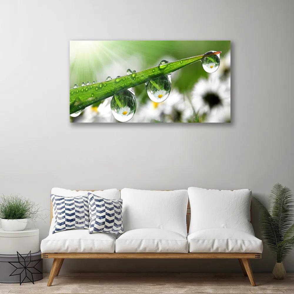 Obraz na plátně Tráva Rosa Kapky Příroda 120x60 cm