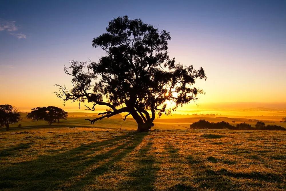 Samolepící fototapeta strom při západu slunce - 150x100 cm