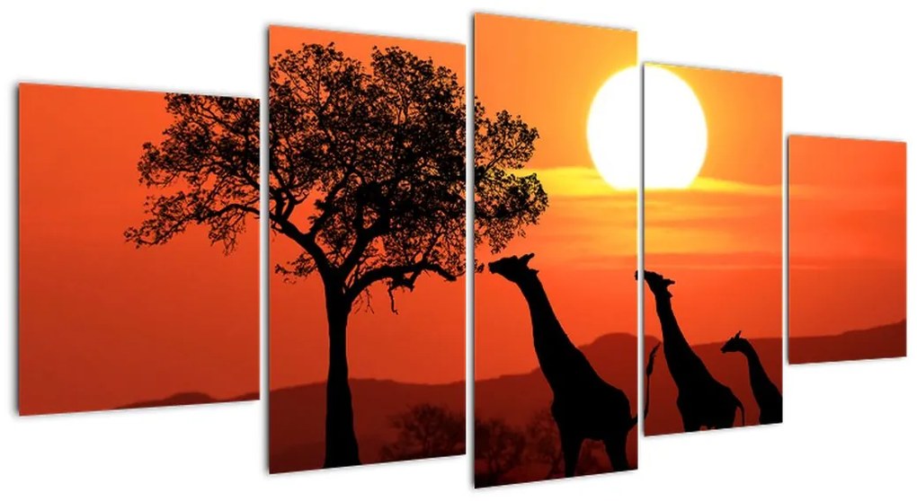 Obraz žirafy při západu slunce