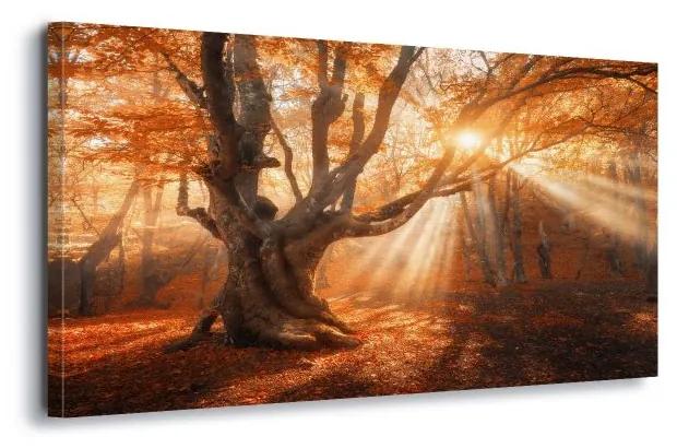 GLIX Obraz na plátně - Autumn Magic 60x40 cm