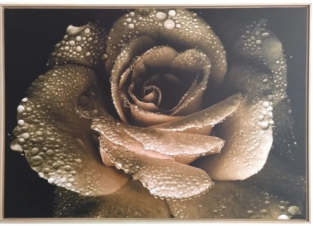 Bondecor Obraz na plátně v rámu černobílý "Rosa na květu růže" 84x59cm Barva: Černý rám