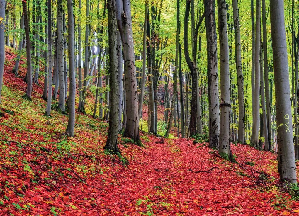 Malvis ® Tapeta Barevný les Vel. (šířka x výška): 360 x 260 cm