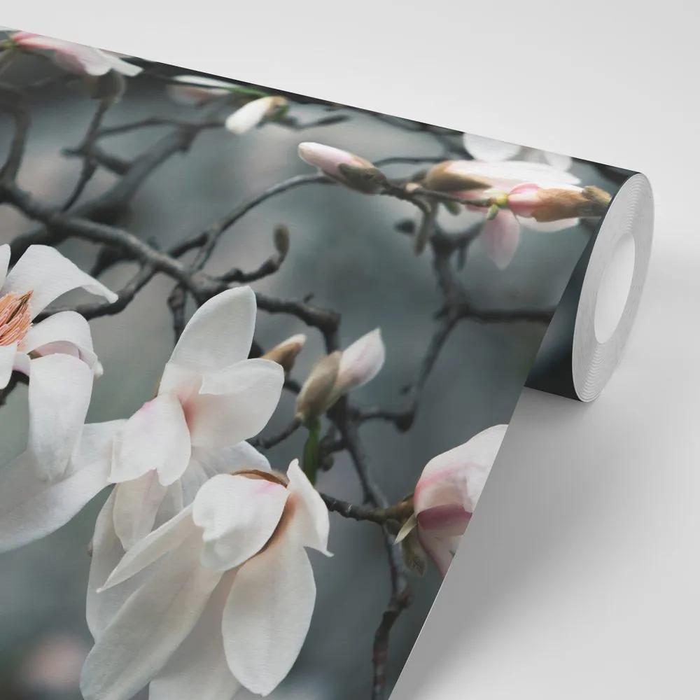 Samolepící fototapeta probouzející se magnolie