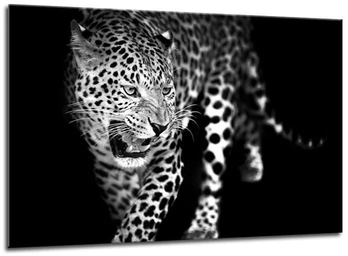 Obraz na skle Styler  -  Leopard 100x70 cm