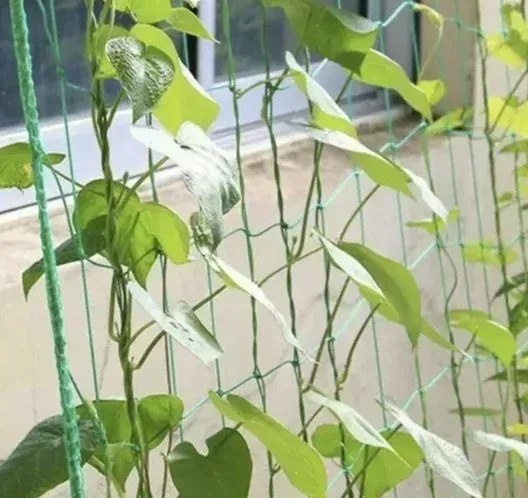 Gardlov Podpůrná síť na pěstování rostlin 2x10m - zelená