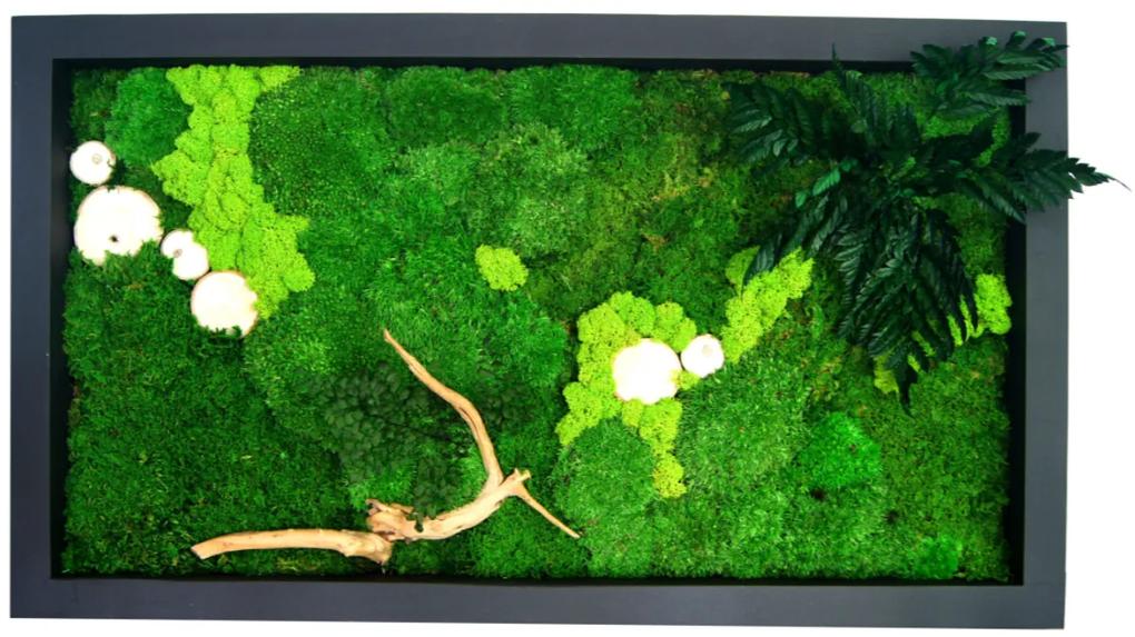OznTo Obraz mechu a rostlin,3velikosti,3barvy Barva rámečku: Hnědá, Rozměr rámečku: 80x40cm