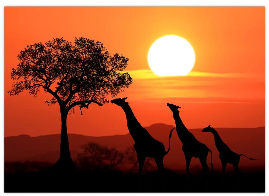 Obraz žiraf při západu slunce (70x50 cm)