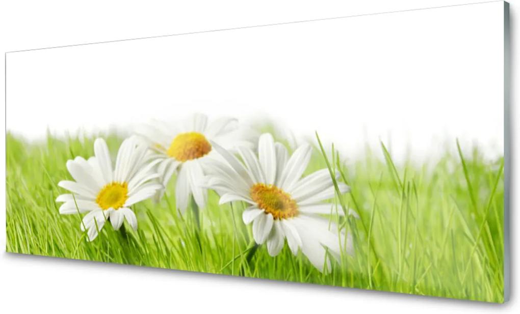 Skleněný obraz Sedmikráska Květiny Rostlina