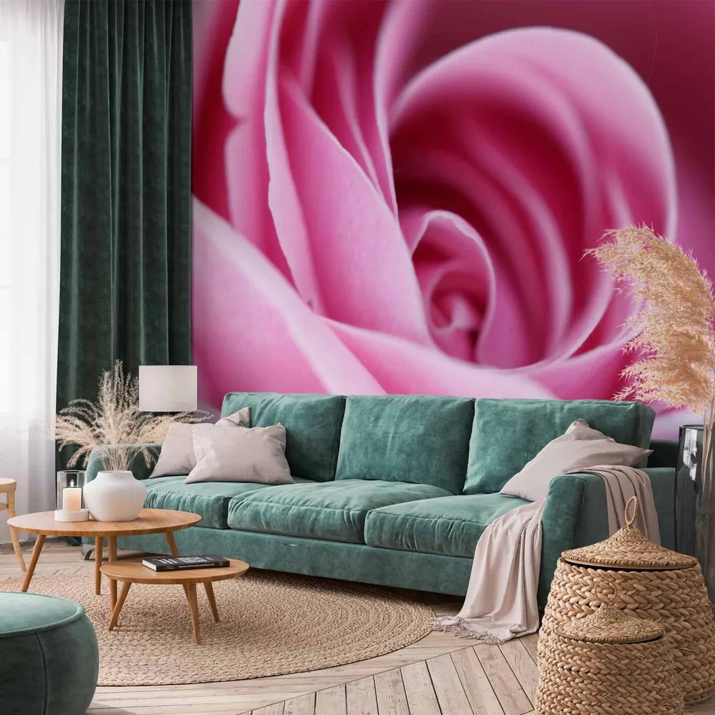 Fototapeta Pink rose