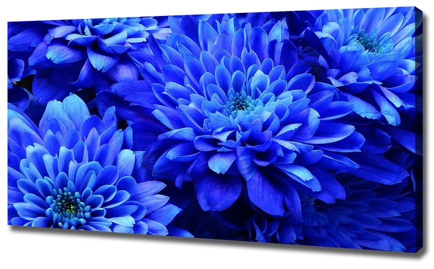 Wallmuralia Foto obraz na plátně Modrá astra 120x60 cm