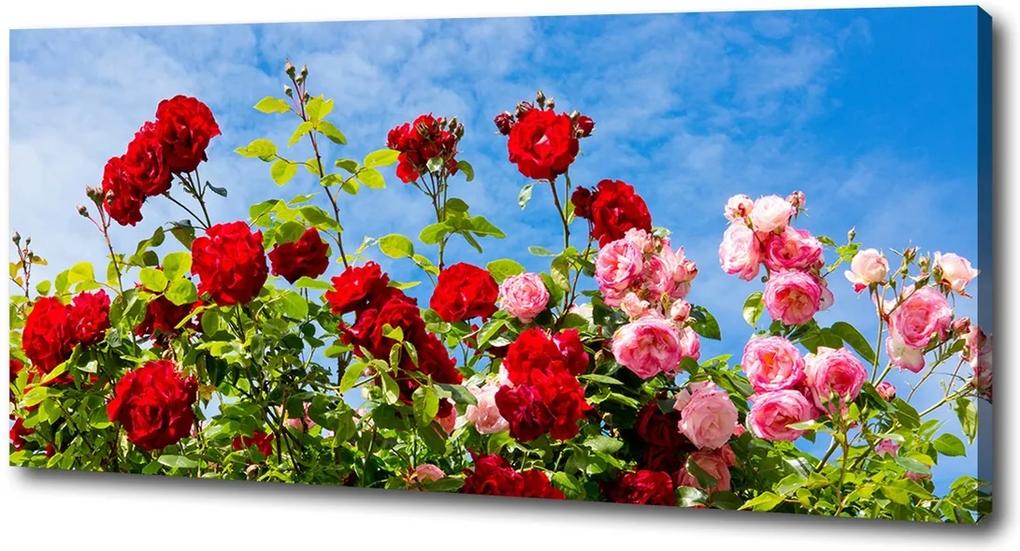 Foto obraz na plátně do obýváku Divoké růže