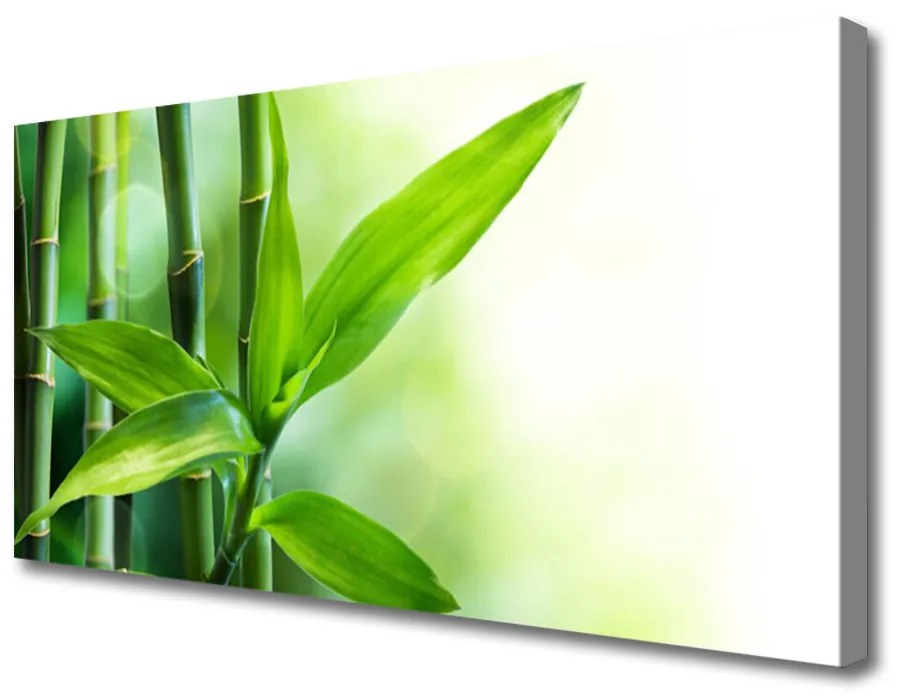 Obraz na plátně Bambus List Rostlina Příroda 100x50 cm